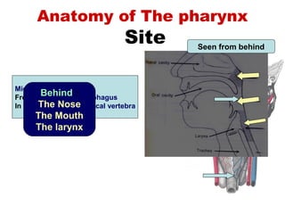 Anatomy pharynx | PPT