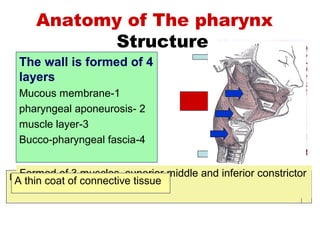 Anatomy pharynx | PPT