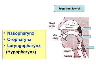 Anatomy pharynx | PPT