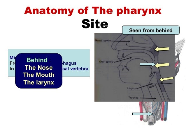 Anatomy pharynx