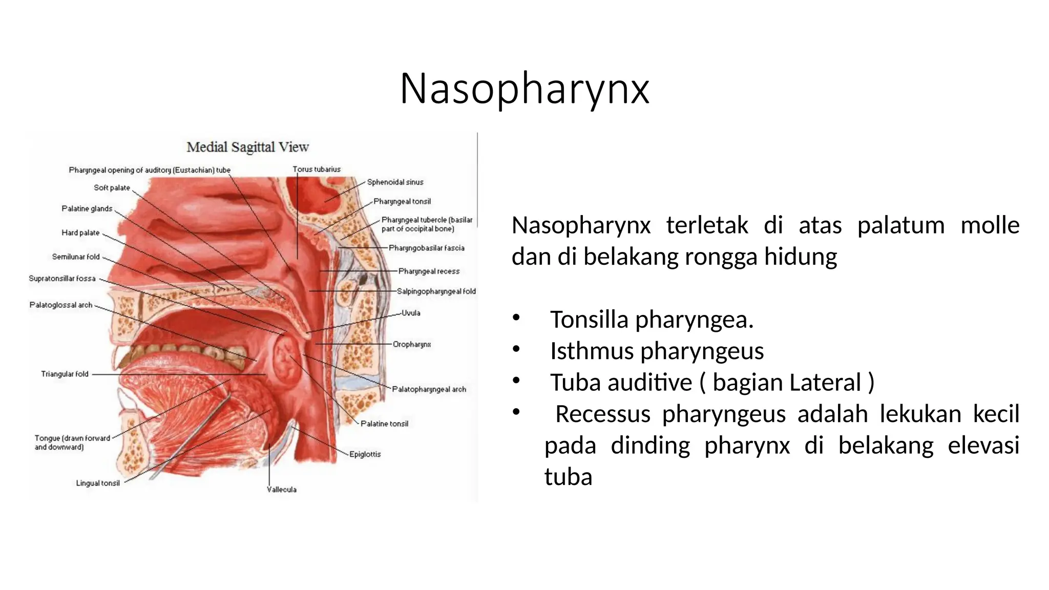 Anatomy Pharynx in adult and children.pptx