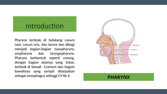 Anatomy Pharynx in adult and children.pptx