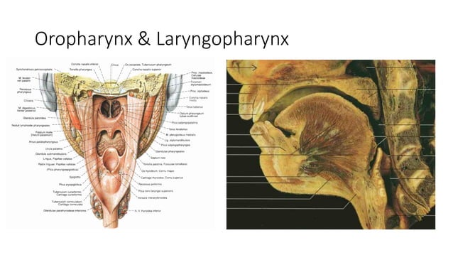 Anatomy Pharynx in adult and children.pptx