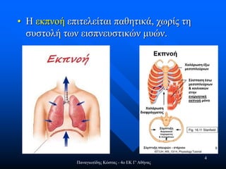 Φυσιολογία της αναπνοής | PPTX