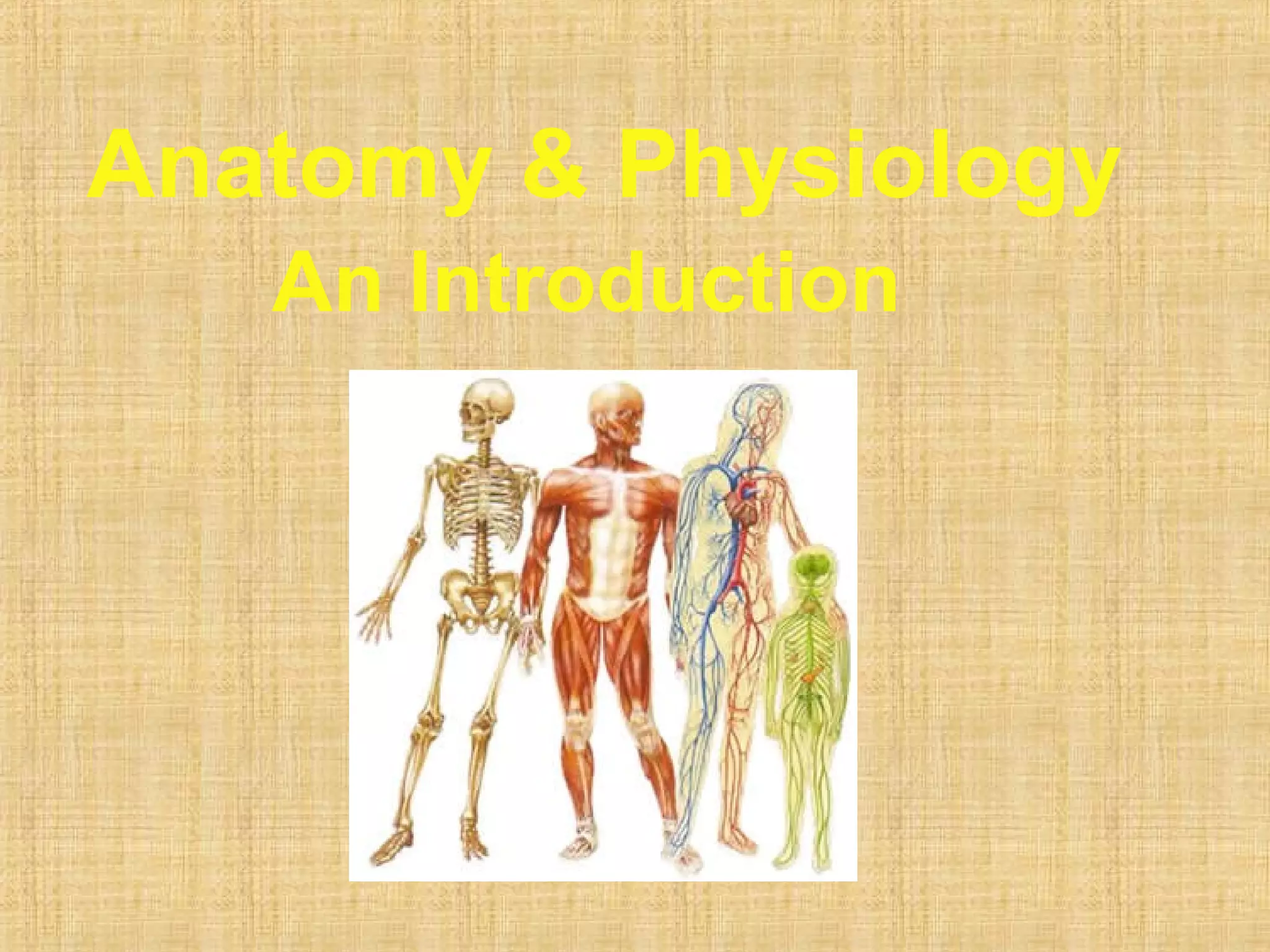 Anatomy & Physiology | PPT