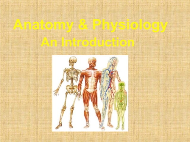 Anatomy & Physiology | PPT