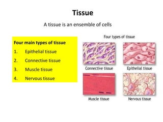Anatomy & physiology | PPTX