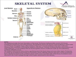 Anatomy & Physiology in engineering1.ppt