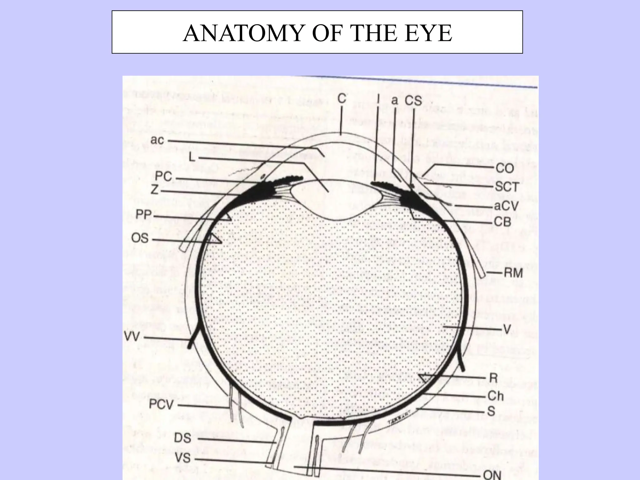 ANATOMY & PHYSIOLOGY OF EYE FOR MBBS.ppt
