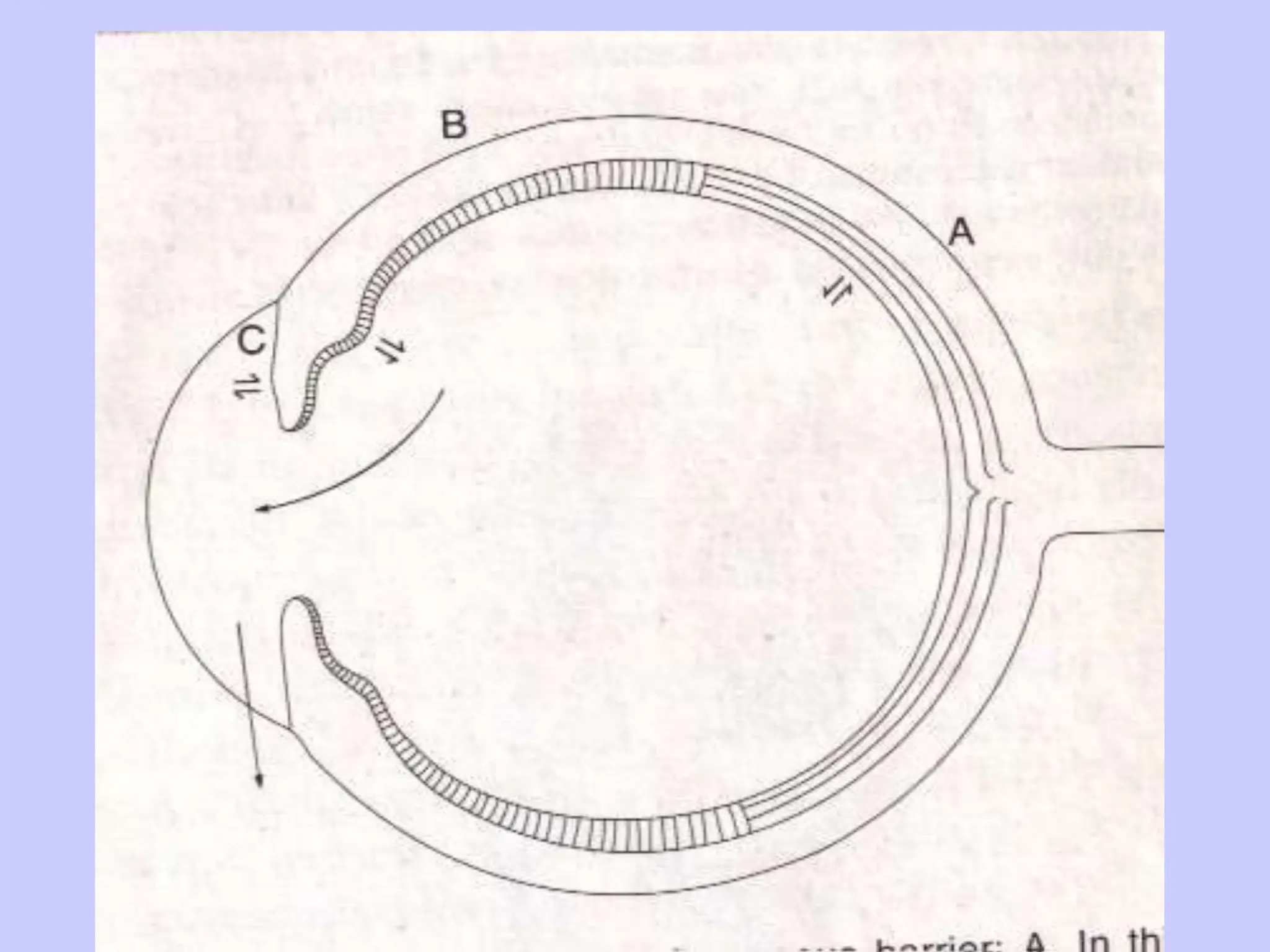 ANATOMY & PHYSIOLOGY OF EYE FOR MBBS.ppt