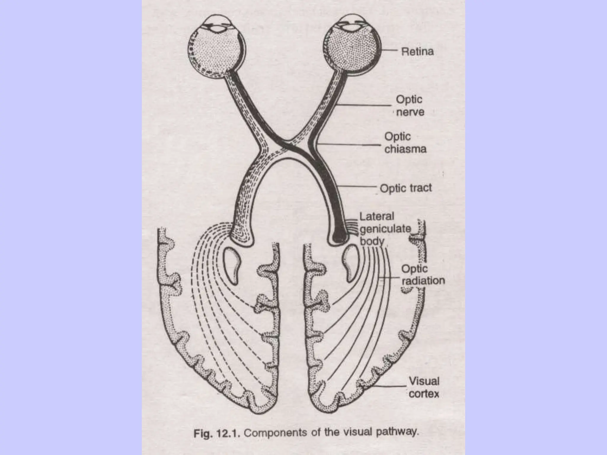 ANATOMY & PHYSIOLOGY OF EYE FOR MBBS.ppt