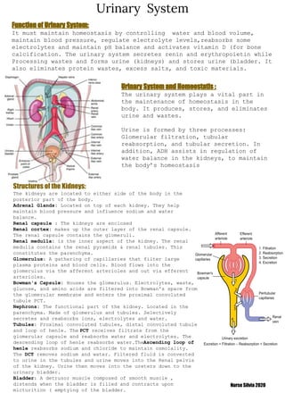 Anatomy & Physiology 1 and 2 Study Guide (1).pdf