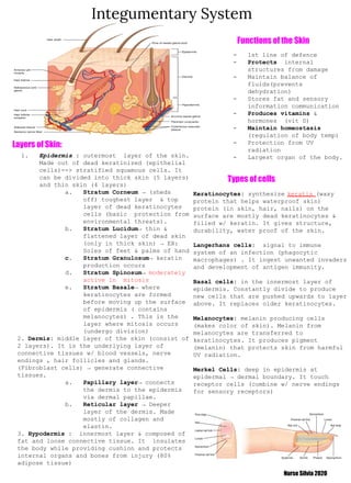 Anatomy & Physiology 1 and 2 Study Guide (1).pdf