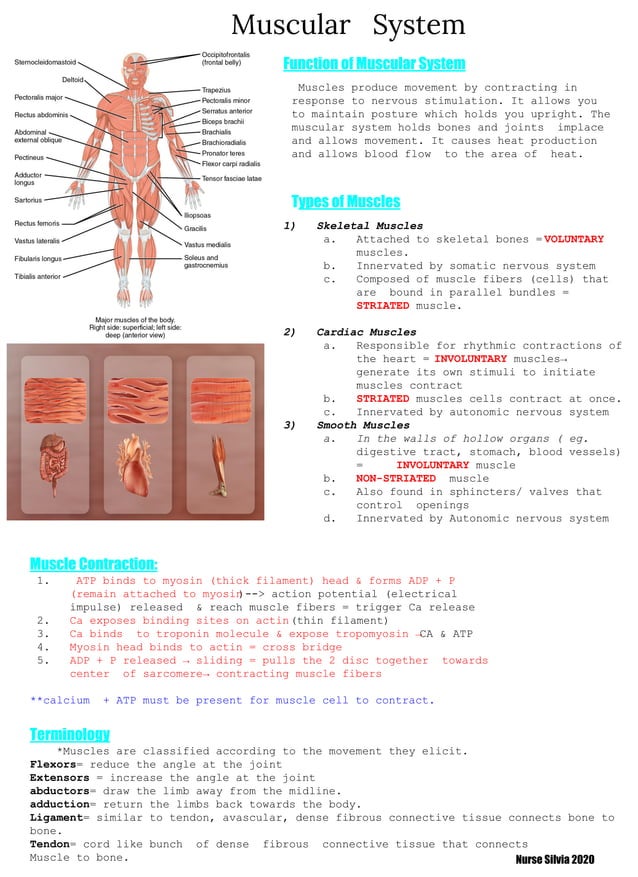 Anatomy & Physiology 1 and 2 Study Guide (1).pdf