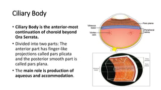 Anatomy, Physiology and Clinical Aspects of Iris.pptx