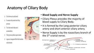 Anatomy, Physiology and Clinical Aspects of Iris.pptx