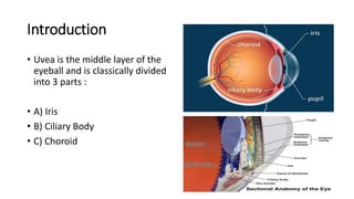 Anatomy, Physiology and Clinical Aspects of Iris.pptx
