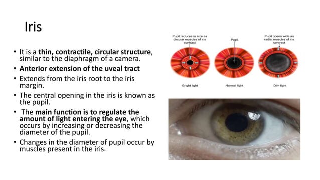 Anatomy, Physiology and Clinical Aspects of Iris.pptx