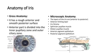 Anatomy, Physiology and Clinical Aspects of Iris.pptx