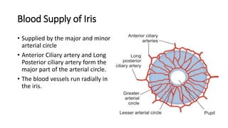 Anatomy, Physiology and Clinical Aspects of Iris.pptx