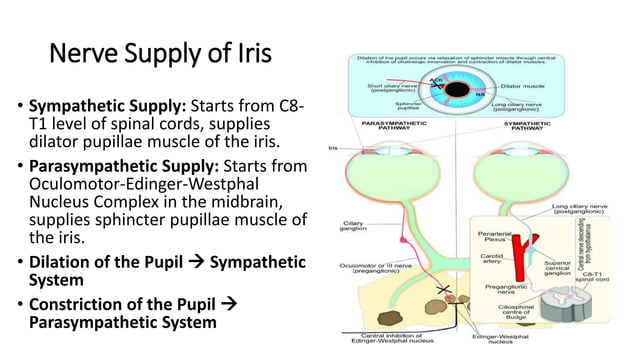 Anatomy, Physiology and Clinical Aspects of Iris.pptx