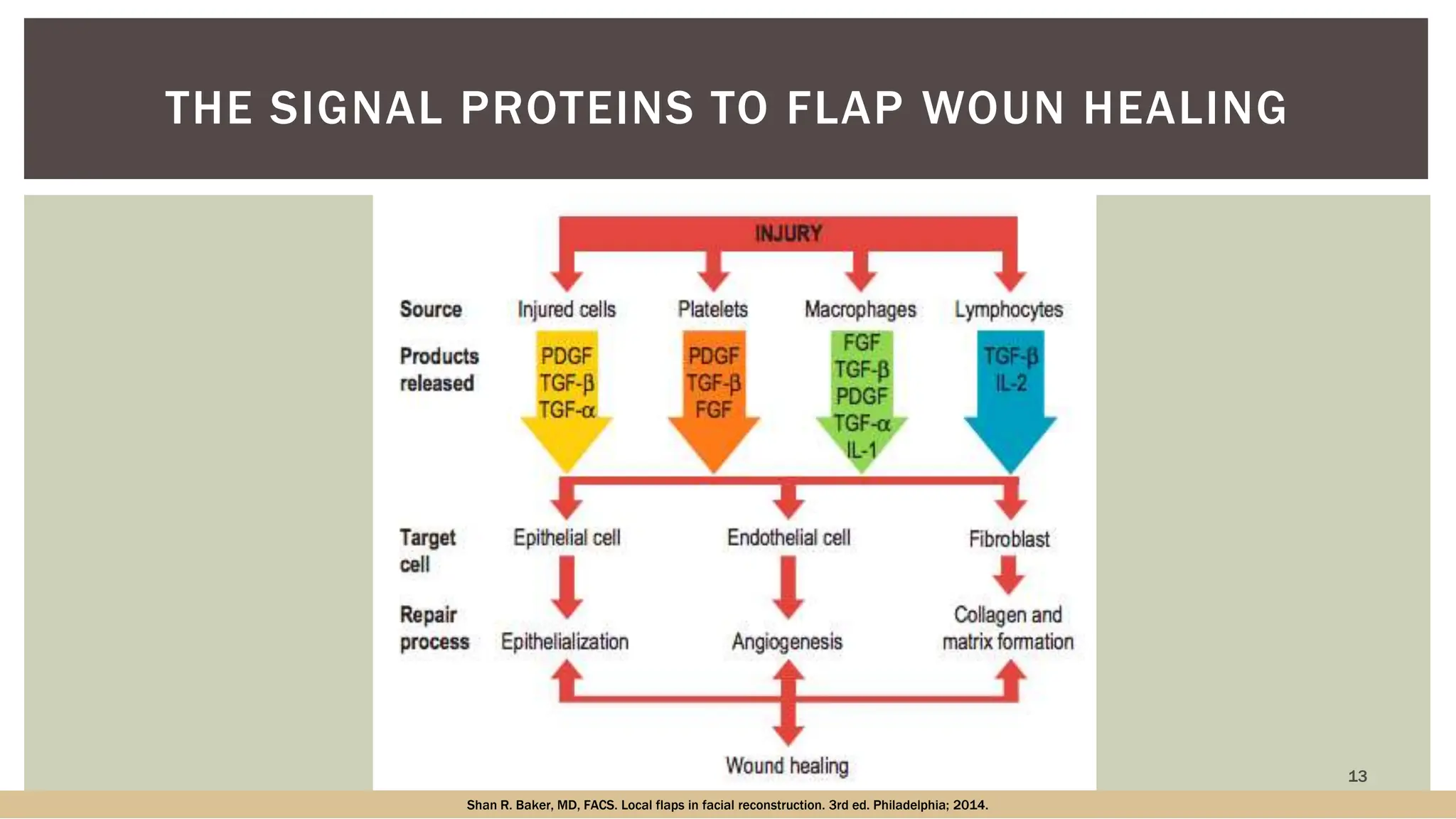Anatomy, Physiology, Biomechanical skin and wound closure.pptx