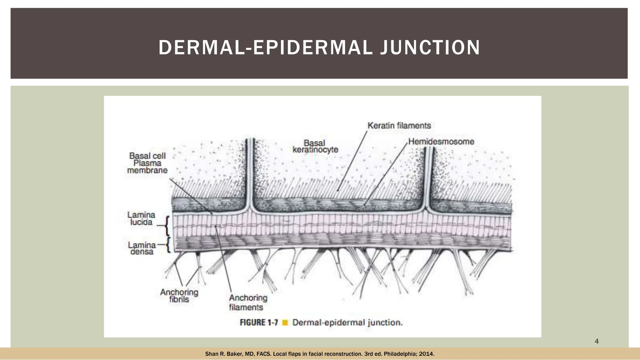 Anatomy, Physiology, Biomechanical skin and wound closure.pptx