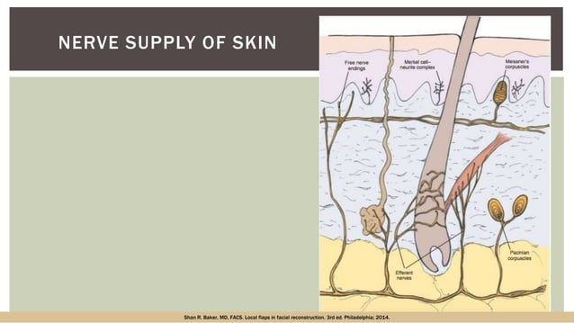 Anatomy, Physiology, Biomechanical skin and wound closure.pptx