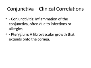 Anatomy_Physiology_Conjunctiva_Cornea_Sclera_Presentation.pptx