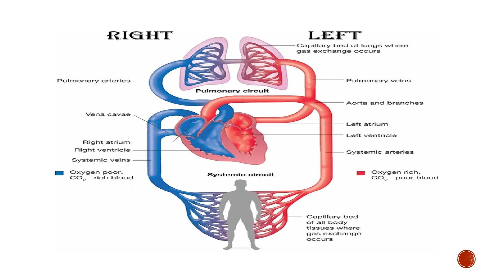Anatomy & PHYSIOLOGY Cardiovascular System | PDF