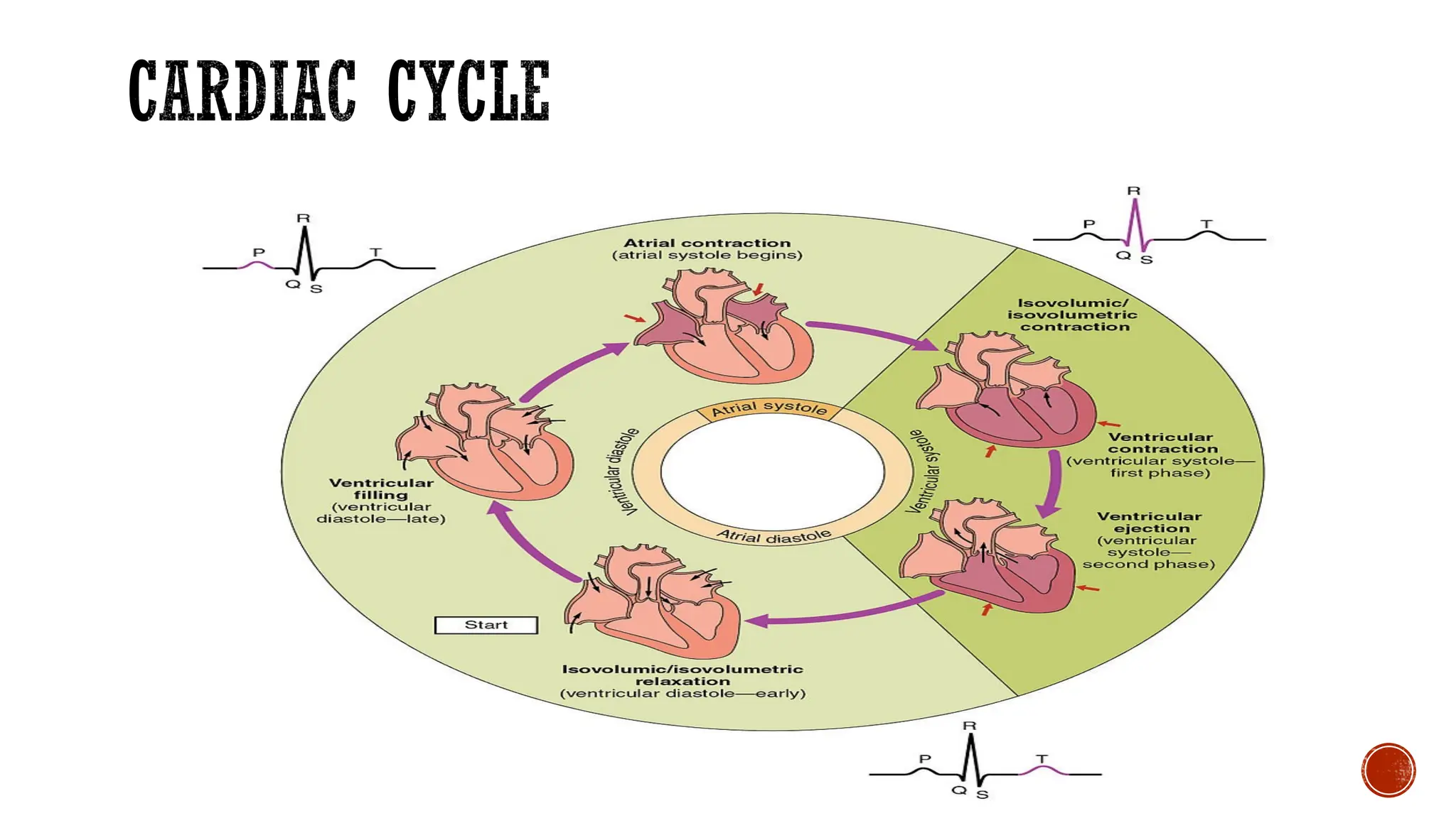 Anatomy & PHYSIOLOGY Cardiovascular System | PDF