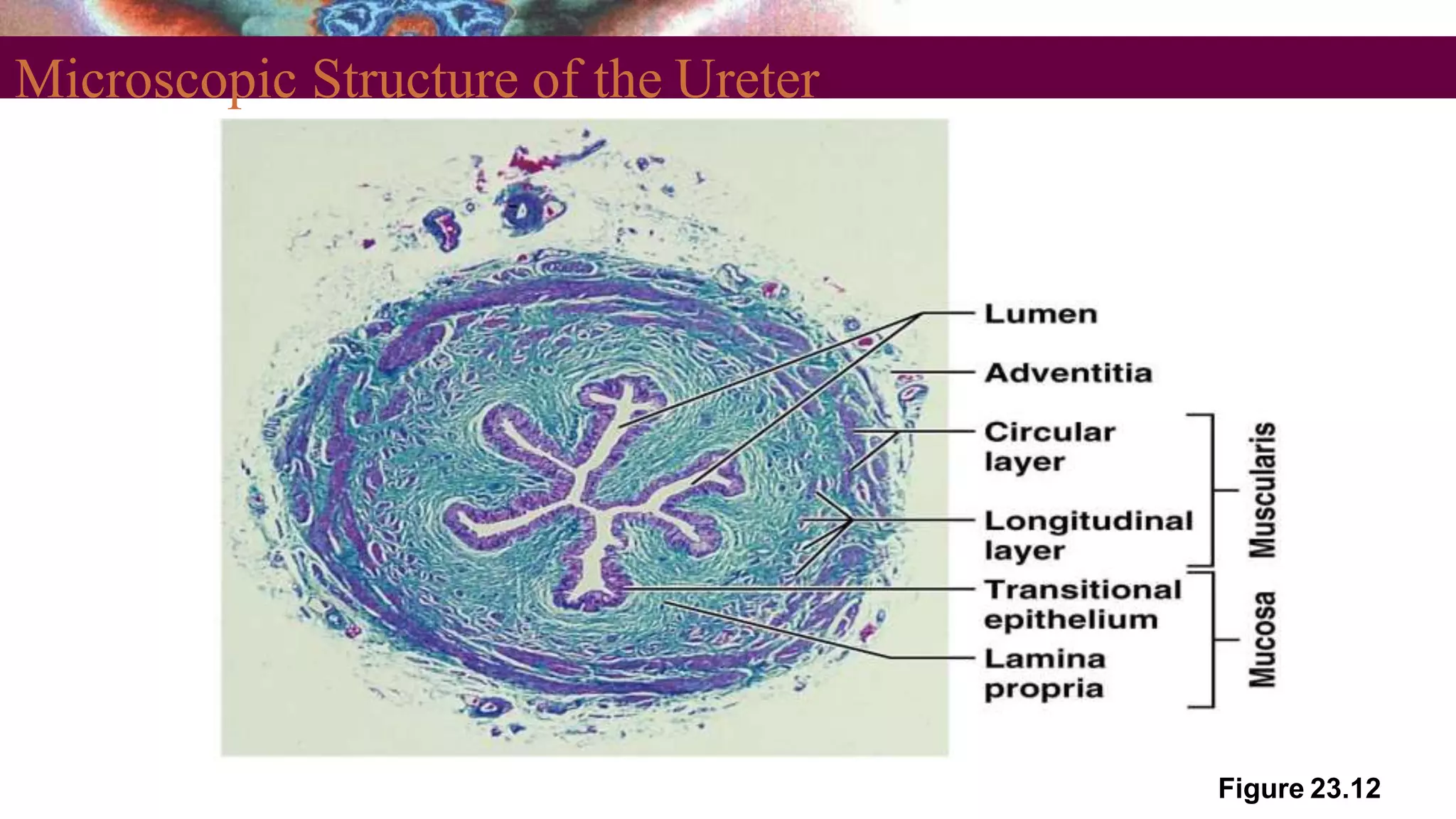 Anatomy physiology and embryology of urinary tract | PPTX
