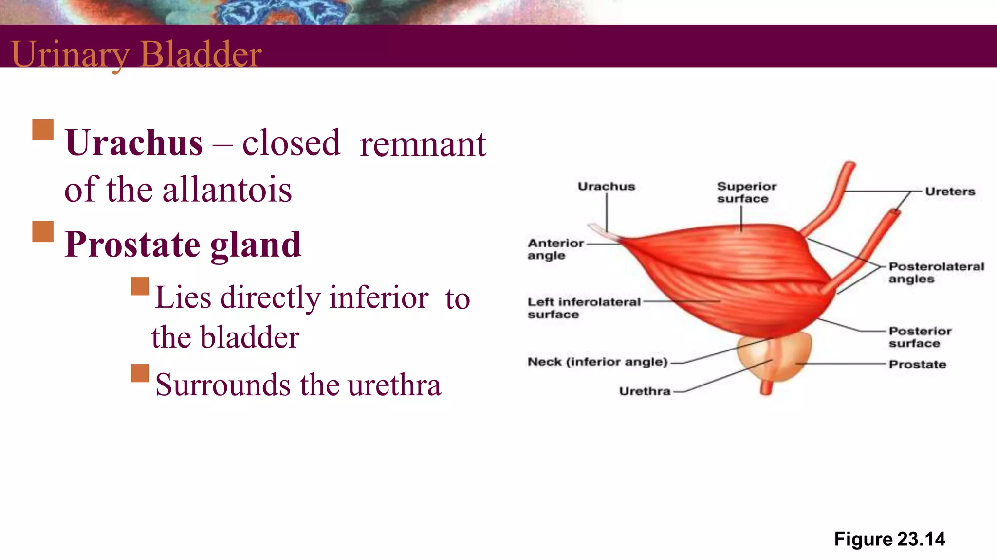 Anatomy physiology and embryology of urinary tract | PPTX