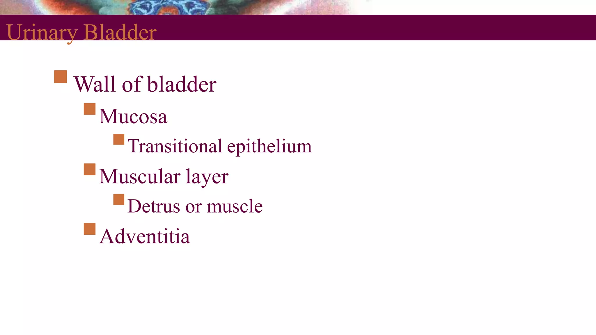 Anatomy physiology and embryology of urinary tract | PPTX