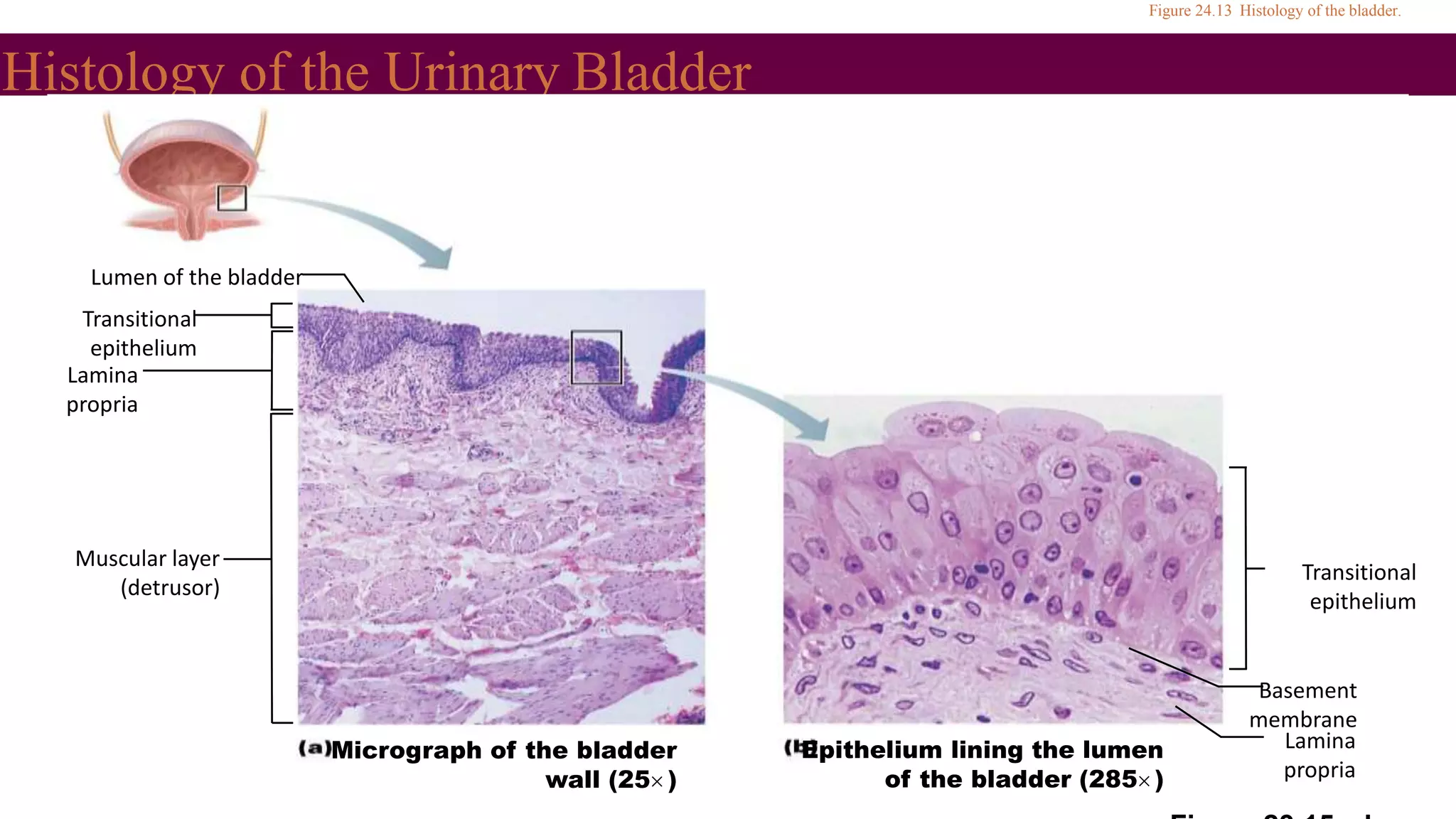 Anatomy physiology and embryology of urinary tract | PPTX