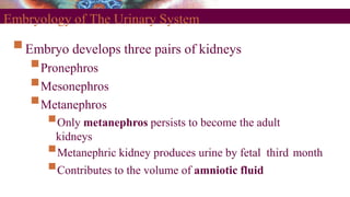 Anatomy physiology and embryology of urinary tract | PPTX