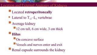 Anatomy physiology and embryology of urinary tract | PPTX