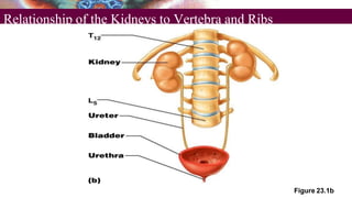 Anatomy physiology and embryology of urinary tract | PPTX