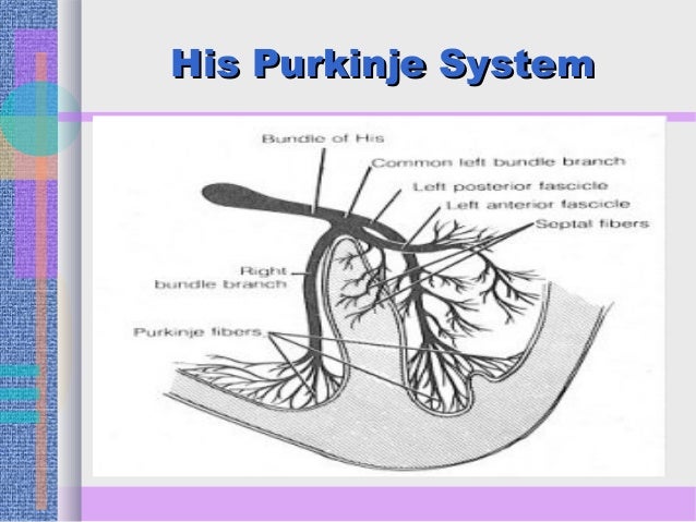 Anatomy & physiology for the EP professional part II 8.4.14