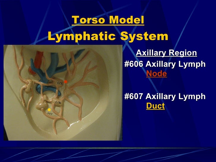Lymph Node Anatomy Model