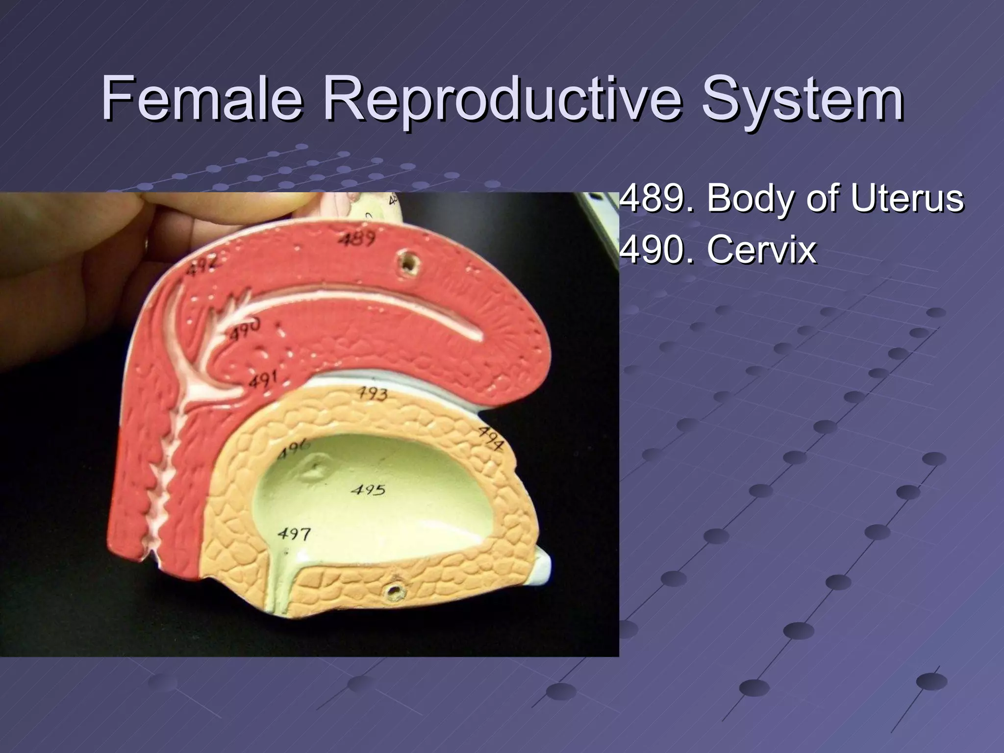 Anatomy & Physiology Ii Lab Test 4 | PPT