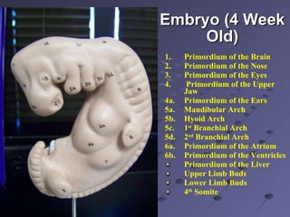 Anatomy & Physiology Ii Lab Test 4 | PPT