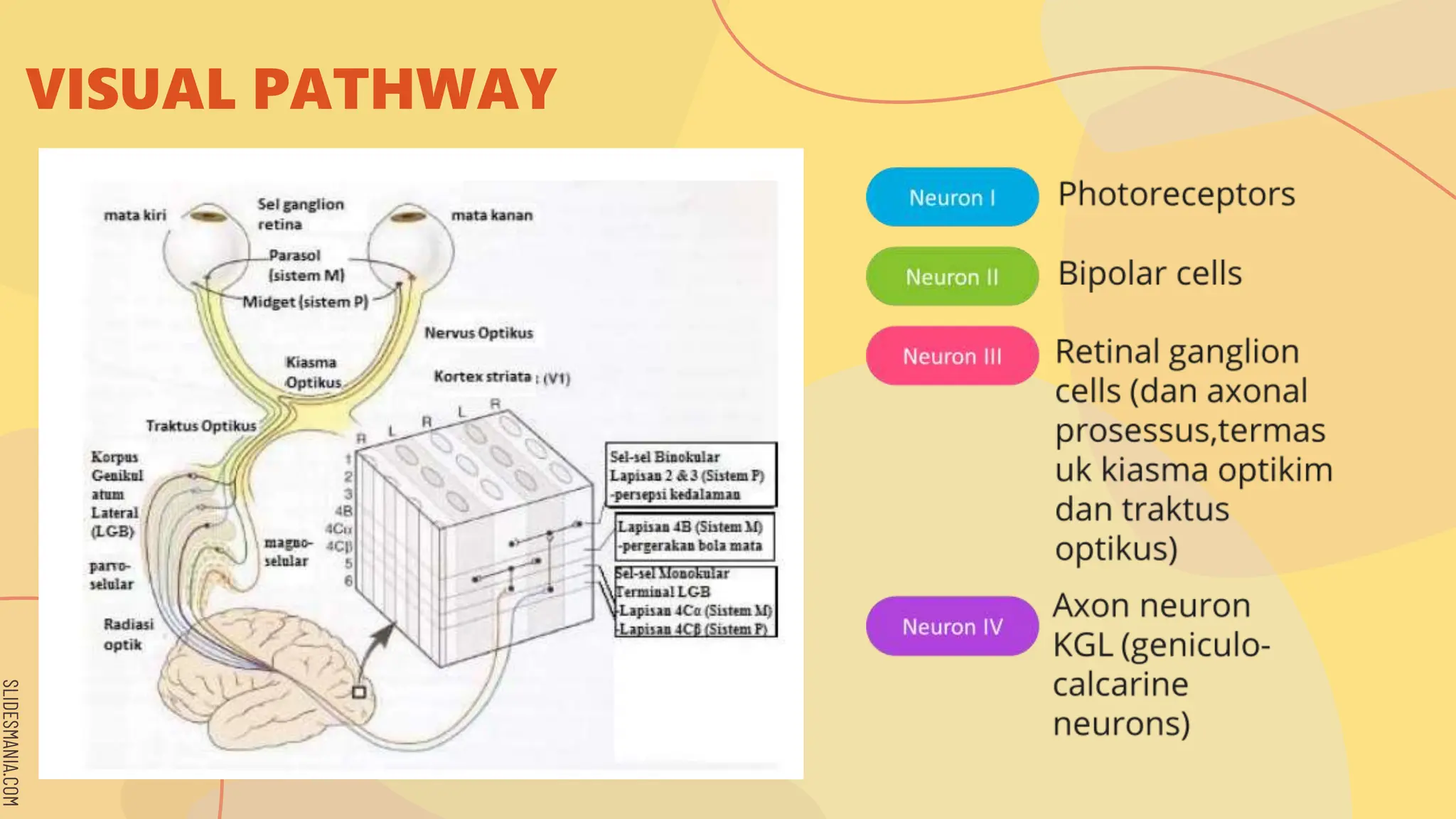 Anatomy & Physiology in Neuro-Ophthalmology.pptx