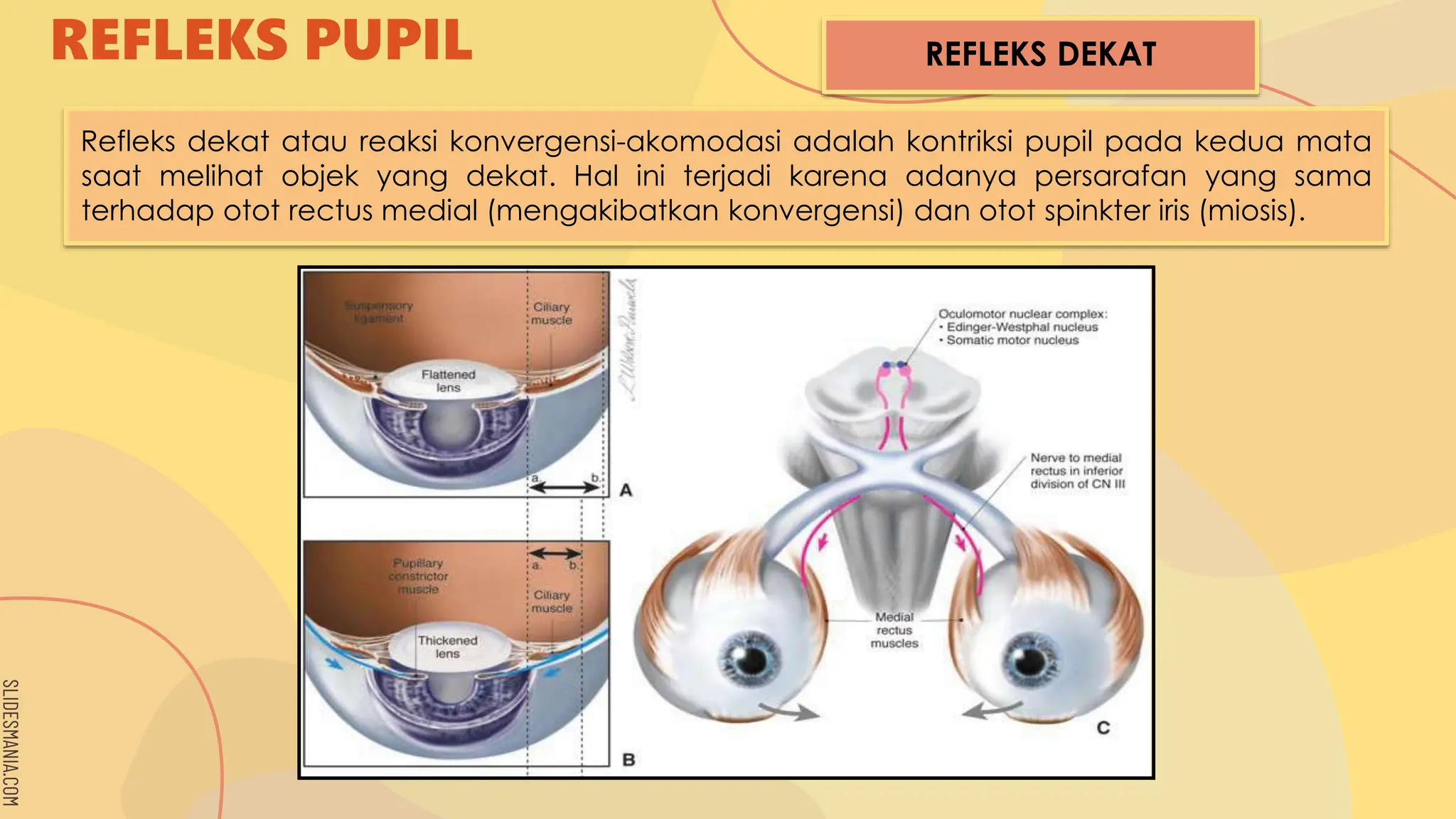 Anatomy & Physiology in Neuro-Ophthalmology.pptx