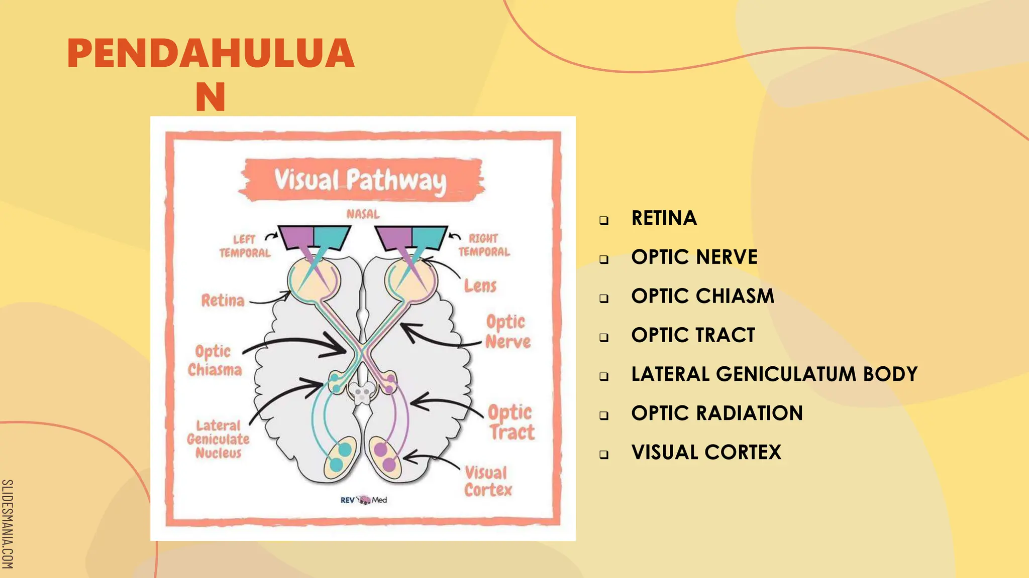 Anatomy & Physiology in Neuro-Ophthalmology.pptx