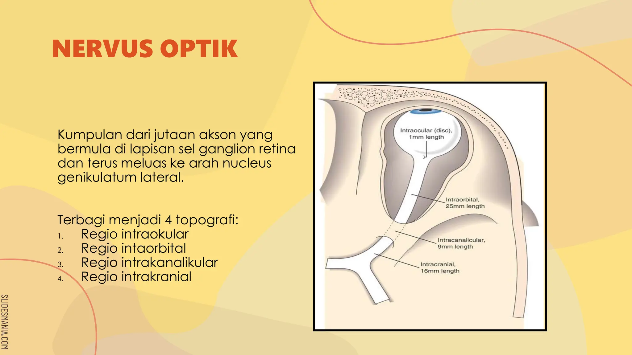 Anatomy & Physiology in Neuro-Ophthalmology.pptx