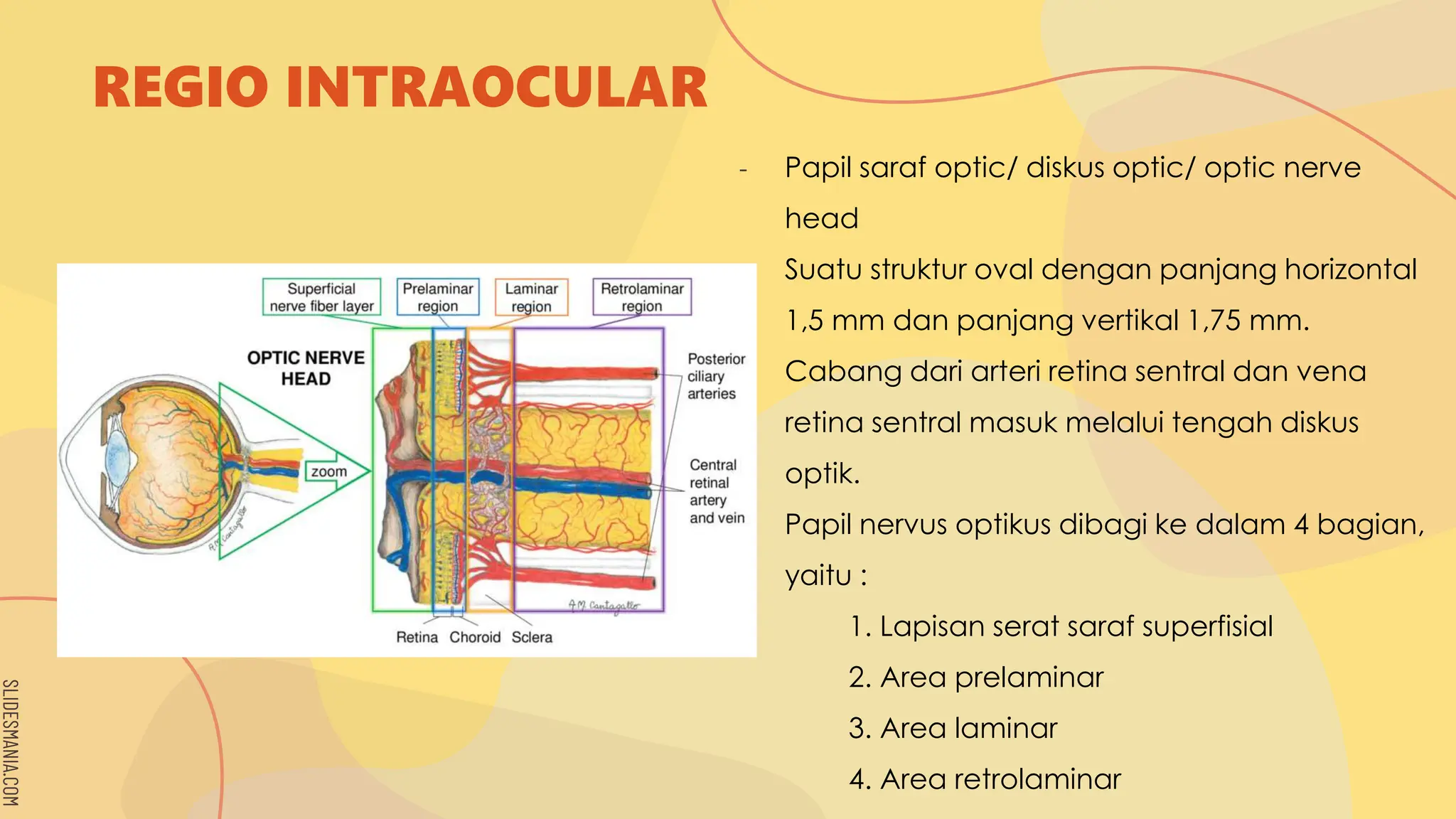 Anatomy & Physiology in Neuro-Ophthalmology.pptx