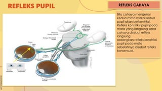 Anatomy & Physiology in Neuro-Ophthalmology.pptx