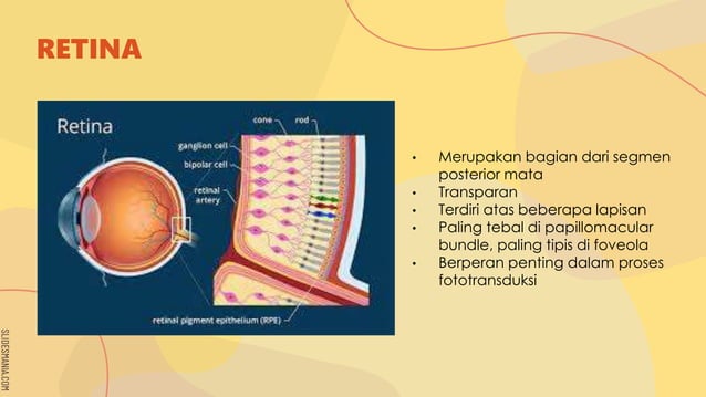 Anatomy & Physiology in Neuro-Ophthalmology.pptx