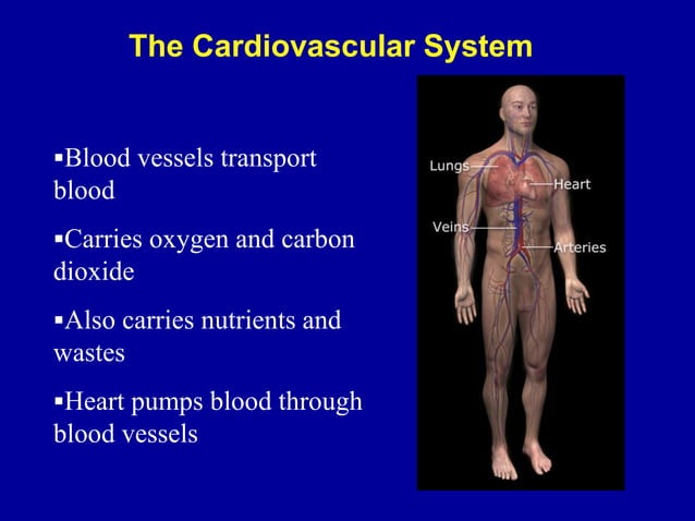 anatomy physiology intro. powerpoint (chapter 1).ppt
